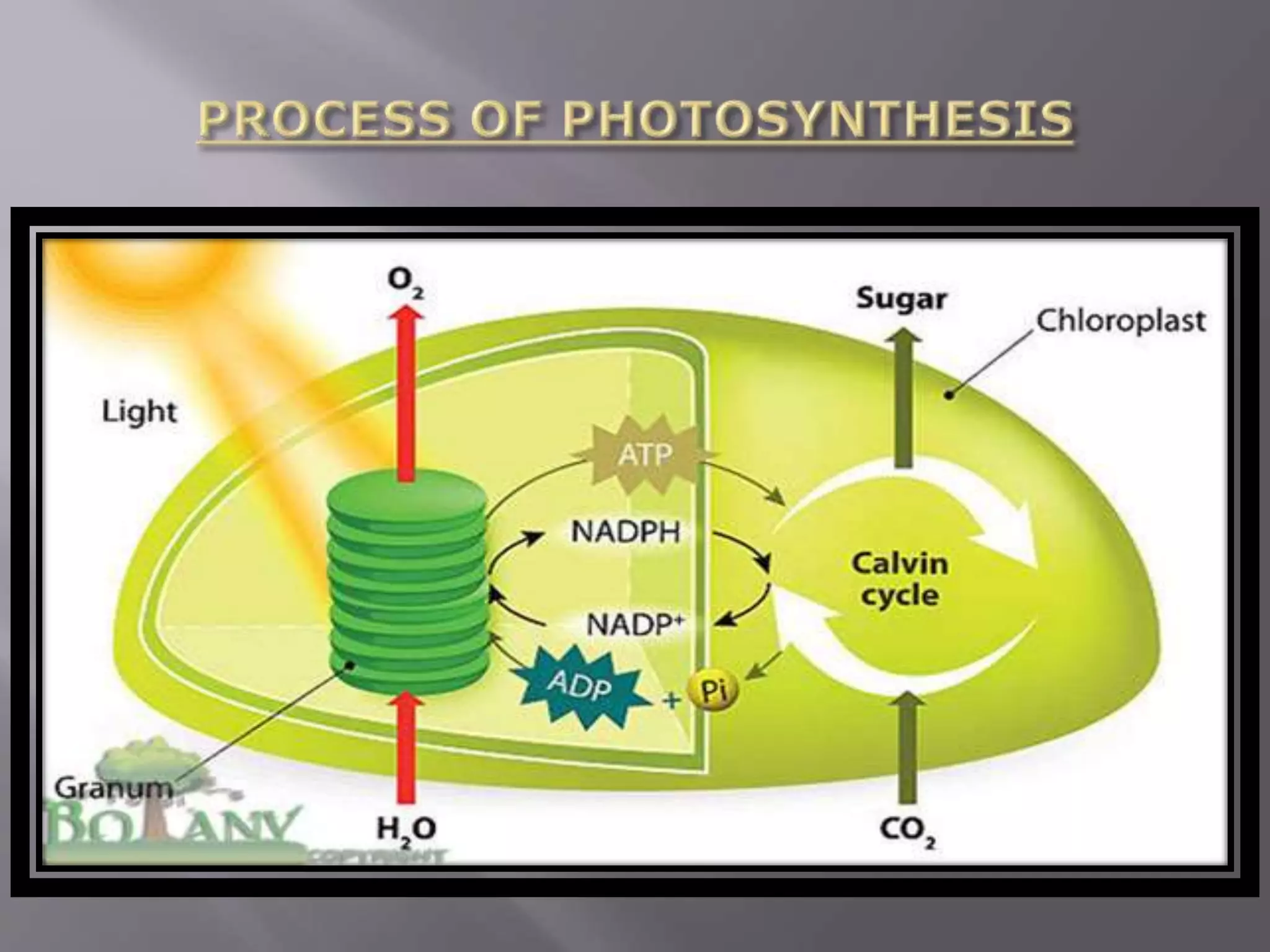 PHOTOSYNTHESIS.pptx