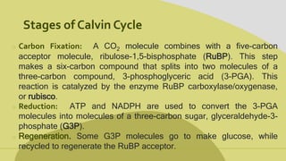 PHOTOSYNTHESIS.pptx