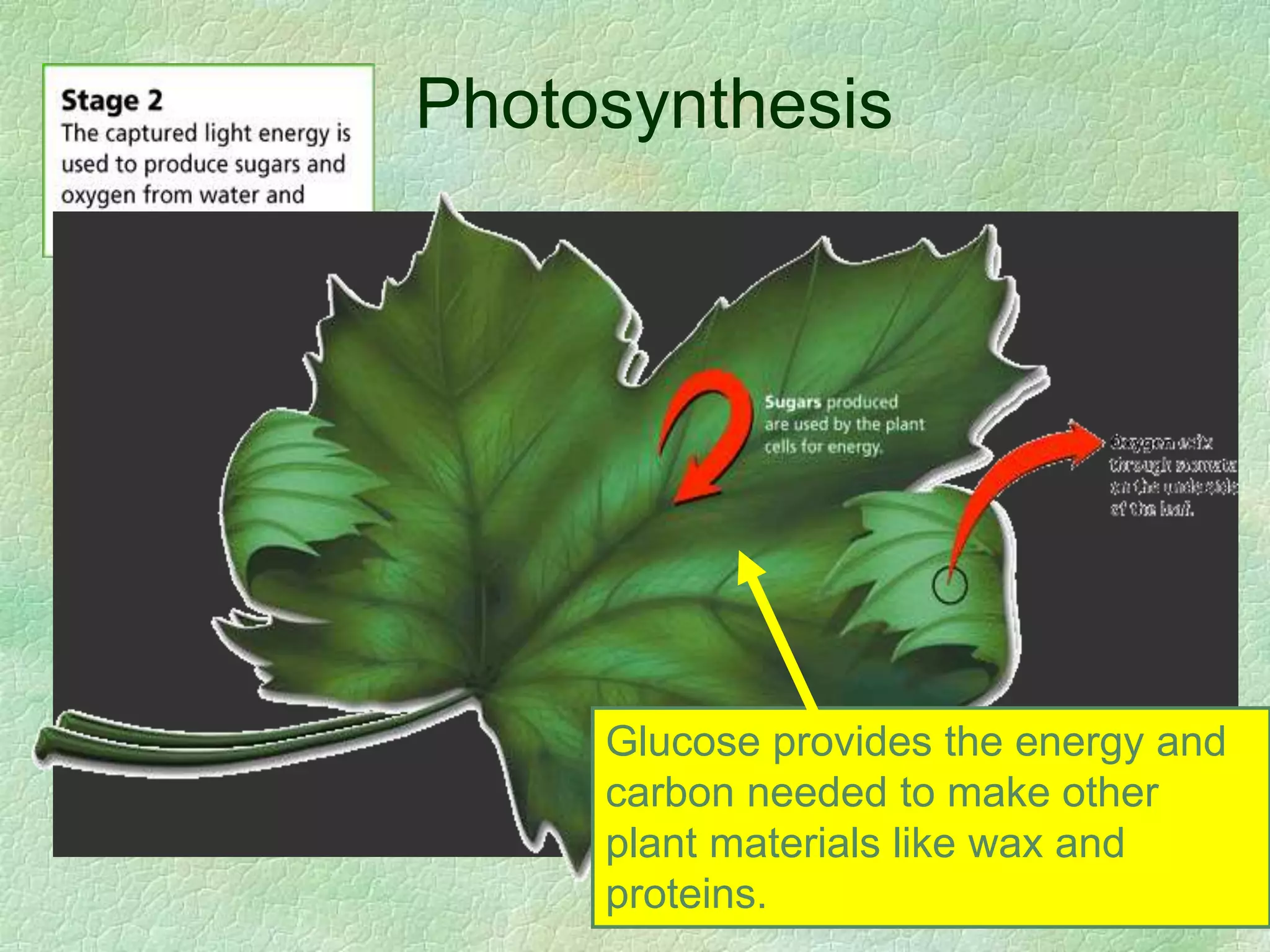 photosynthesis.ppt | Free Download