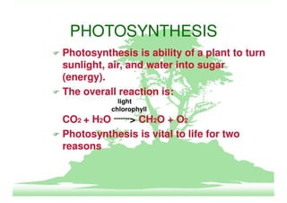 PHOTOSYNTHESIS | PDF | Biological Sciences | Science
