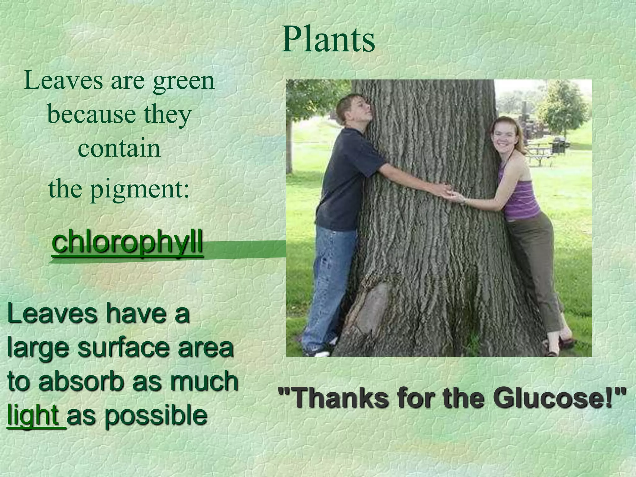 photosynthesis.ppt