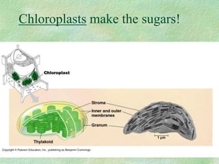photosynthesis.ppt