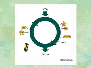 photosynthesis.ppt
