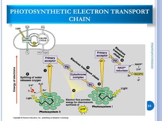 PHOTOSYNTHESIS.pdf