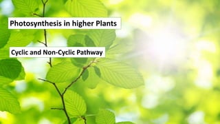 Photosynthesis.pptx