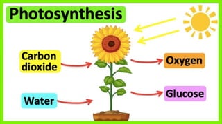 Photosynthesis.pptx