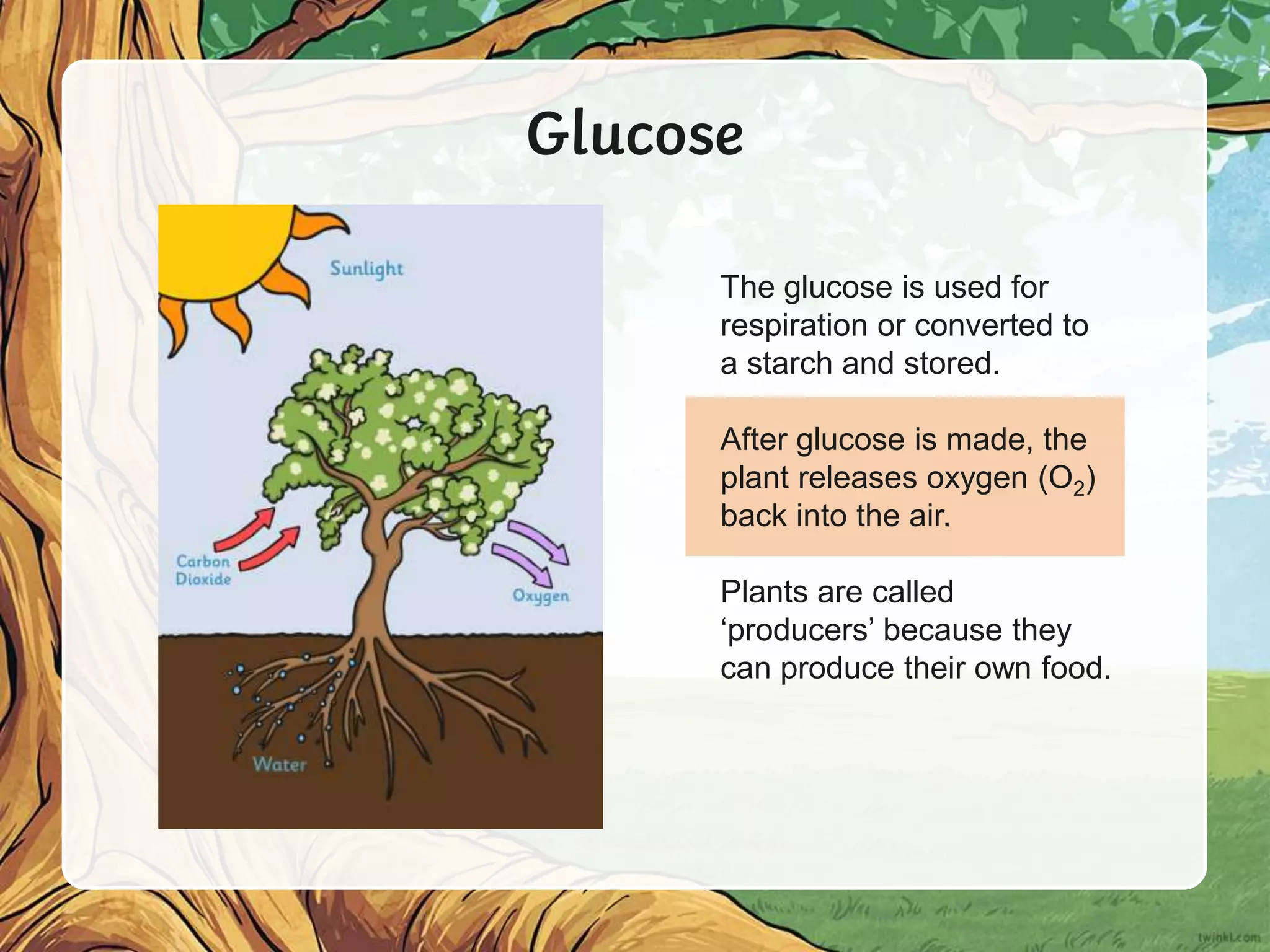 Photosynthesis.ppt