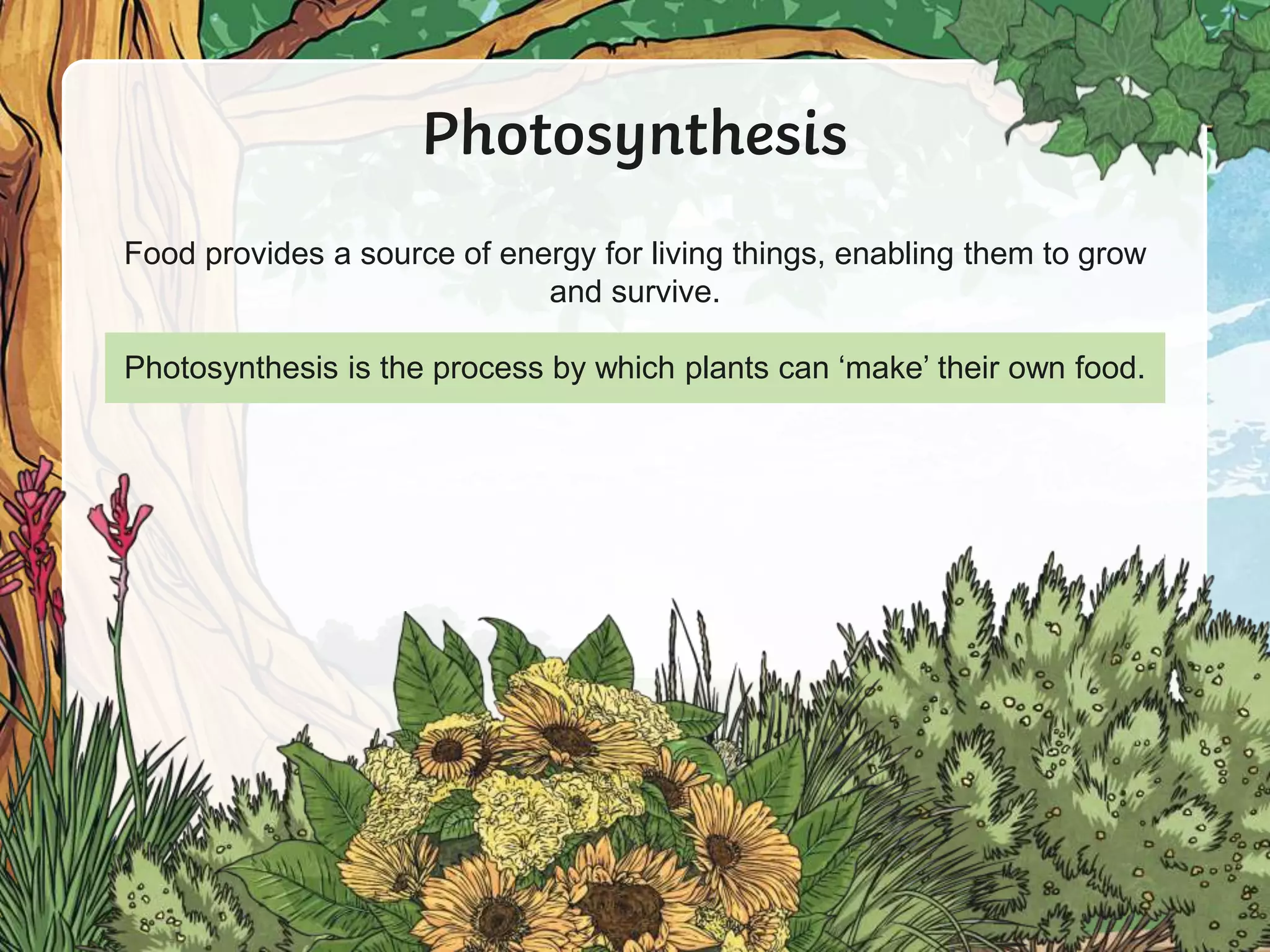 Photosynthesis.ppt