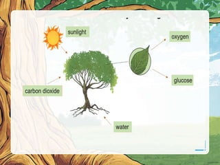 Photosynthesis.ppt