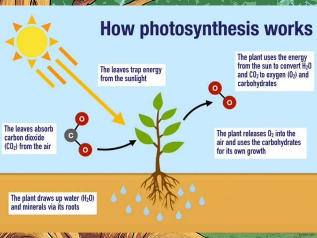 Photosynthesis.ppt