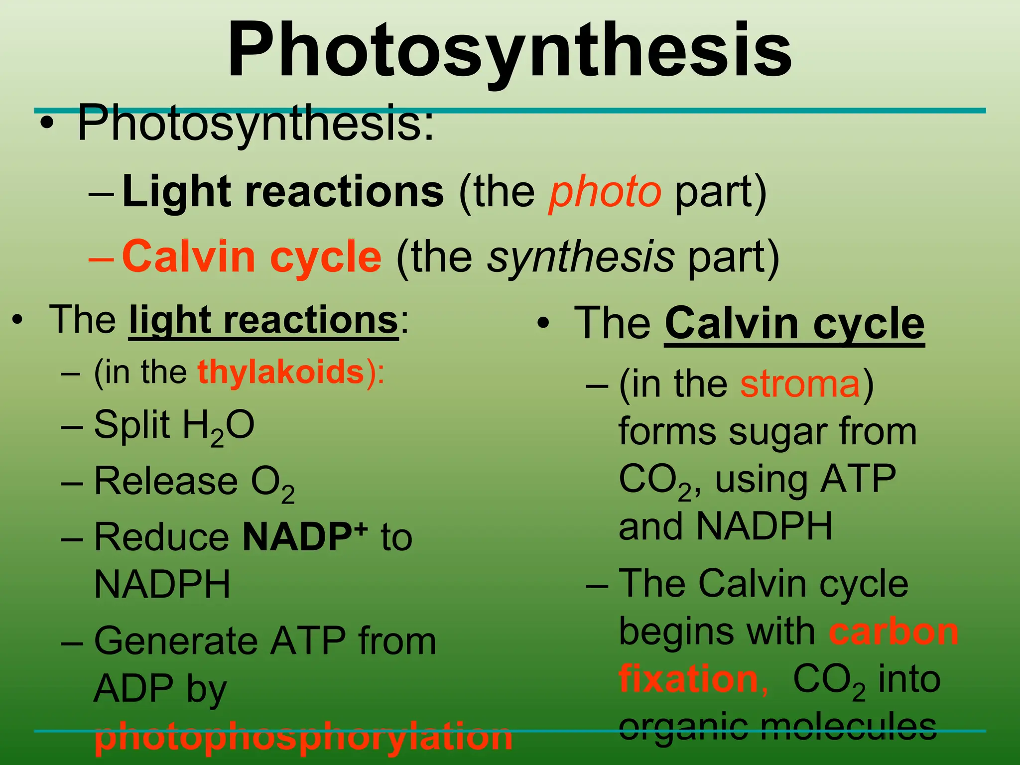Photosynthesis.ppt | Biological Sciences | Science