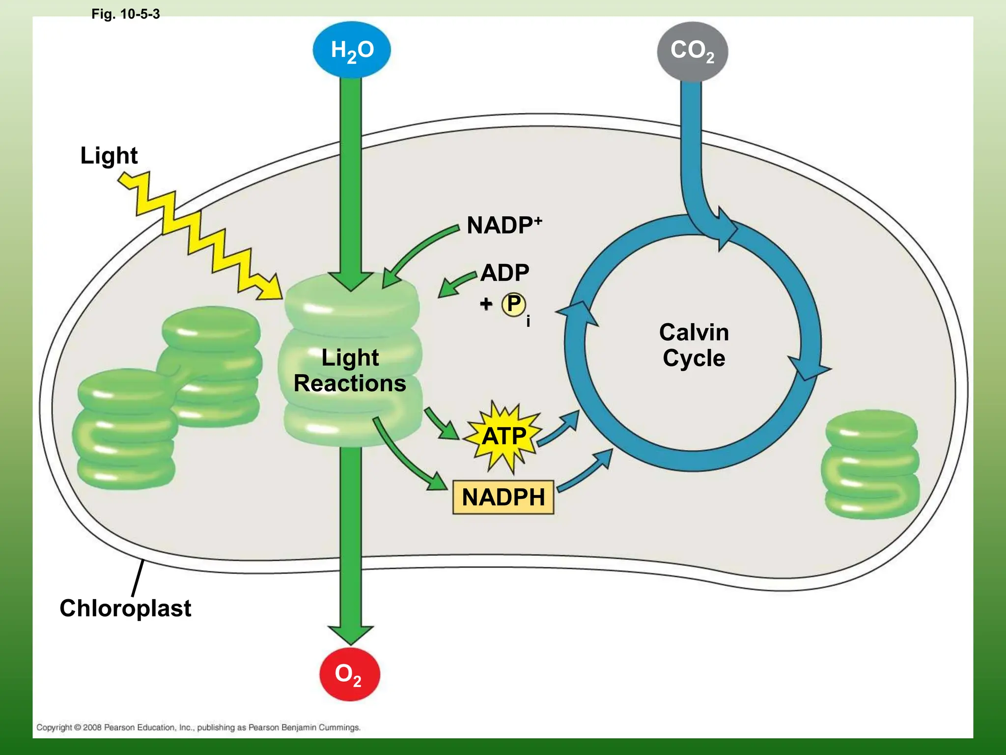 Photosynthesis.ppt