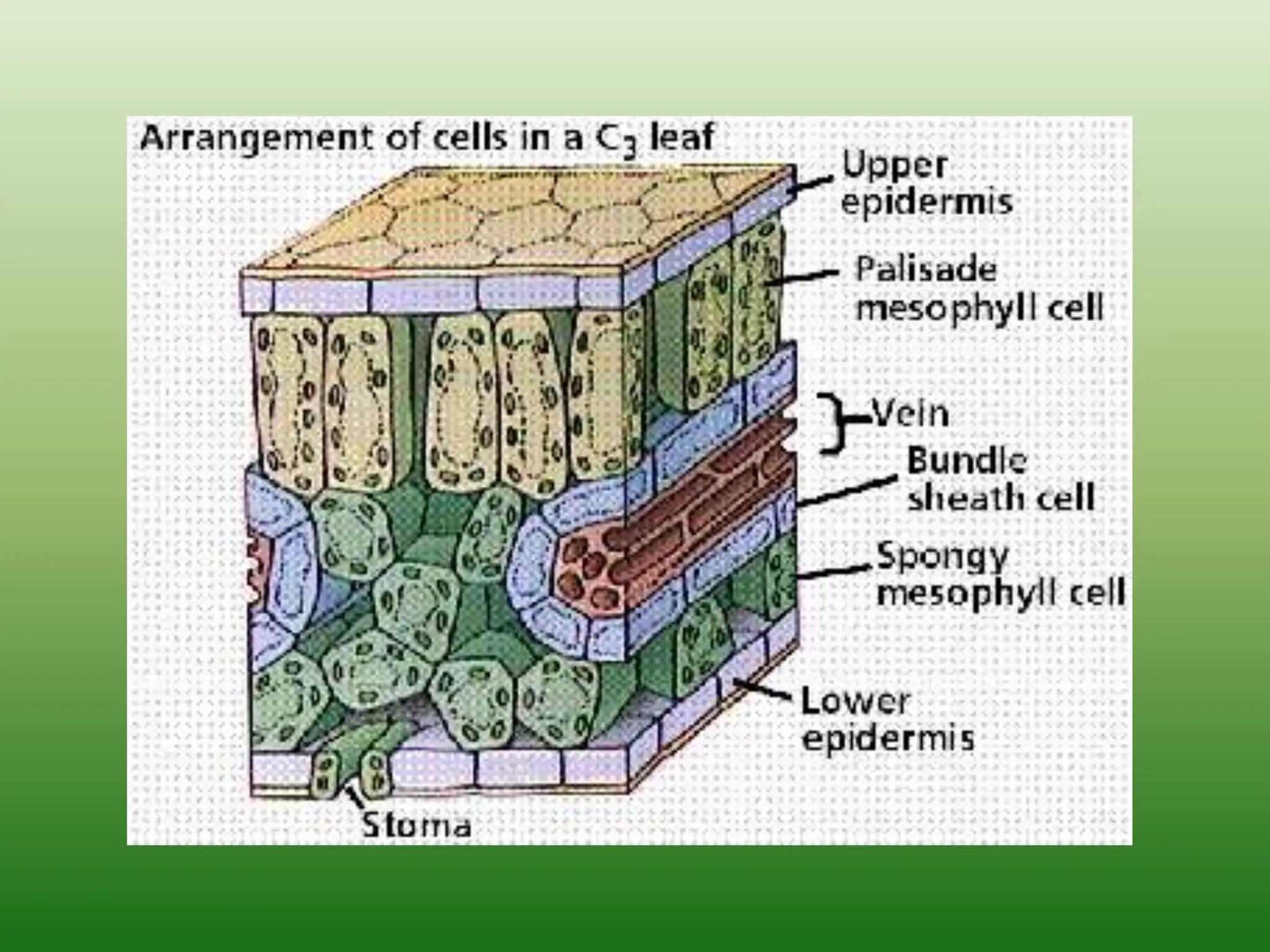 Photosynthesis.ppt | Biological Sciences | Science