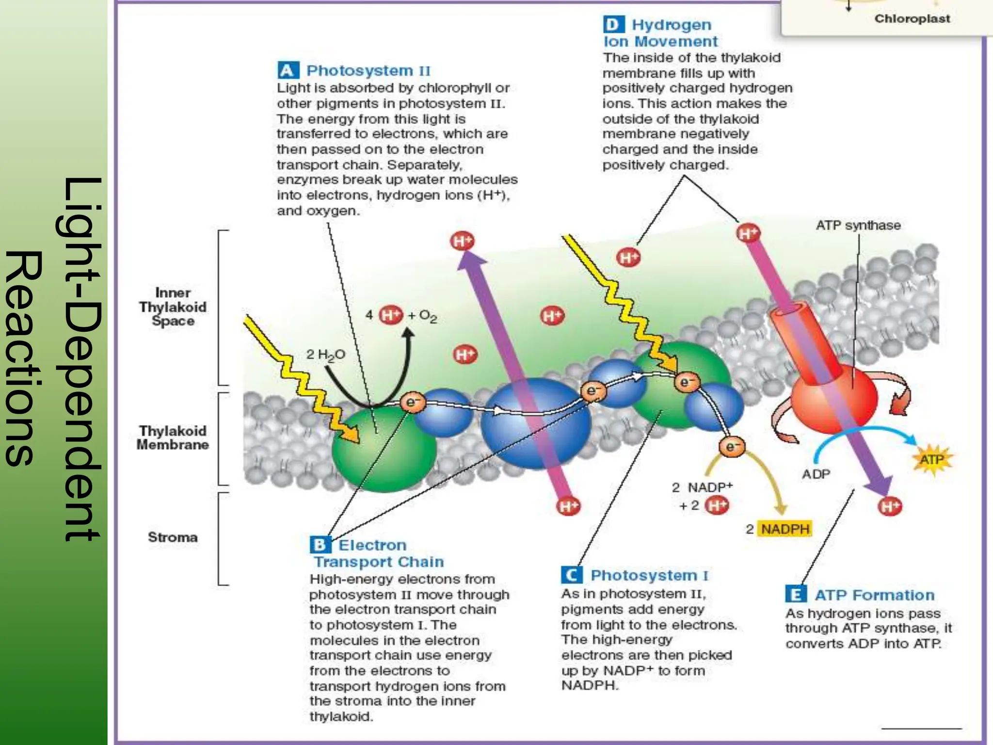 Photosynthesis.ppt | Biological Sciences | Science