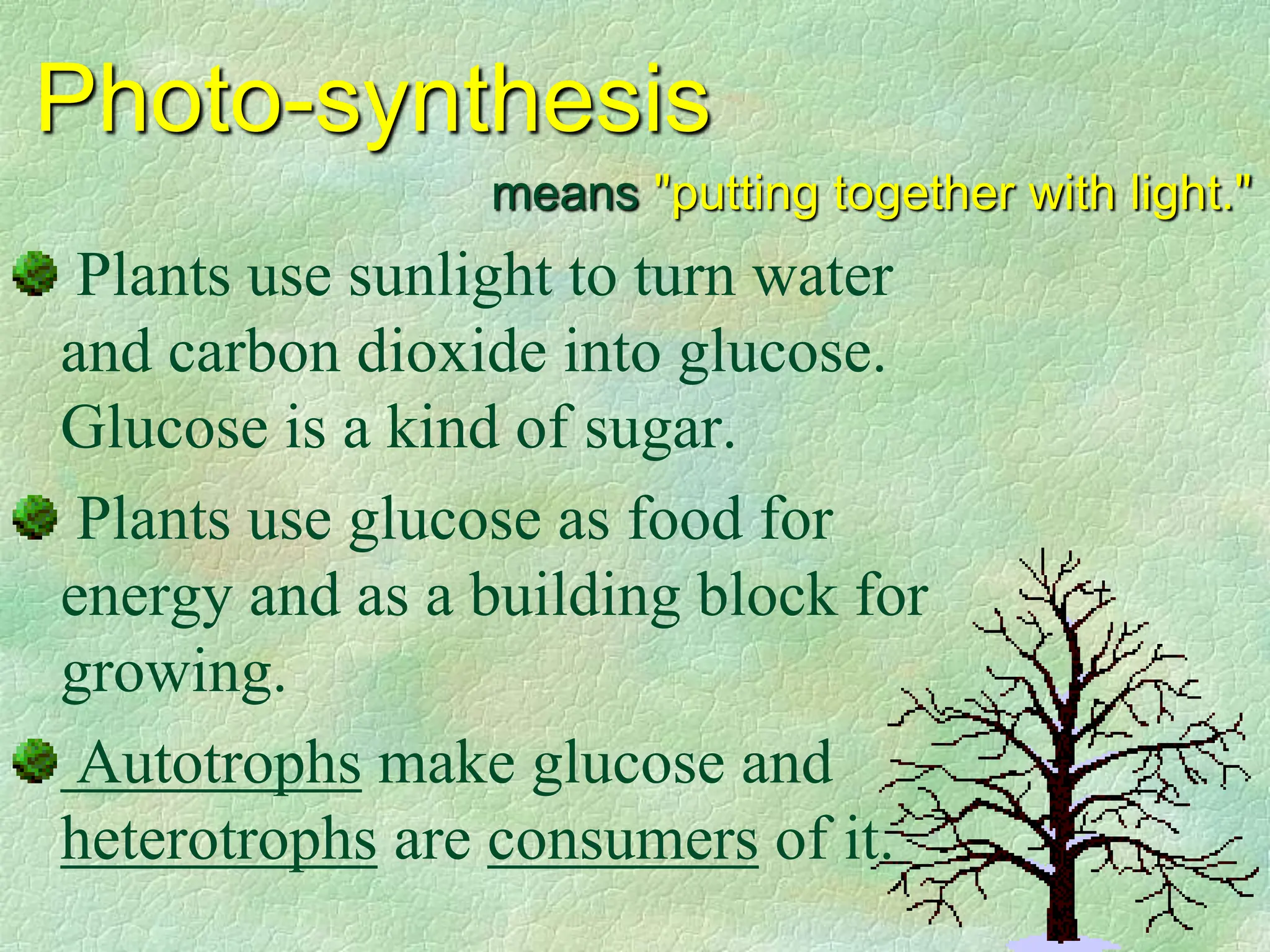 Photosynthesis.ppt | Biological Sciences | Science