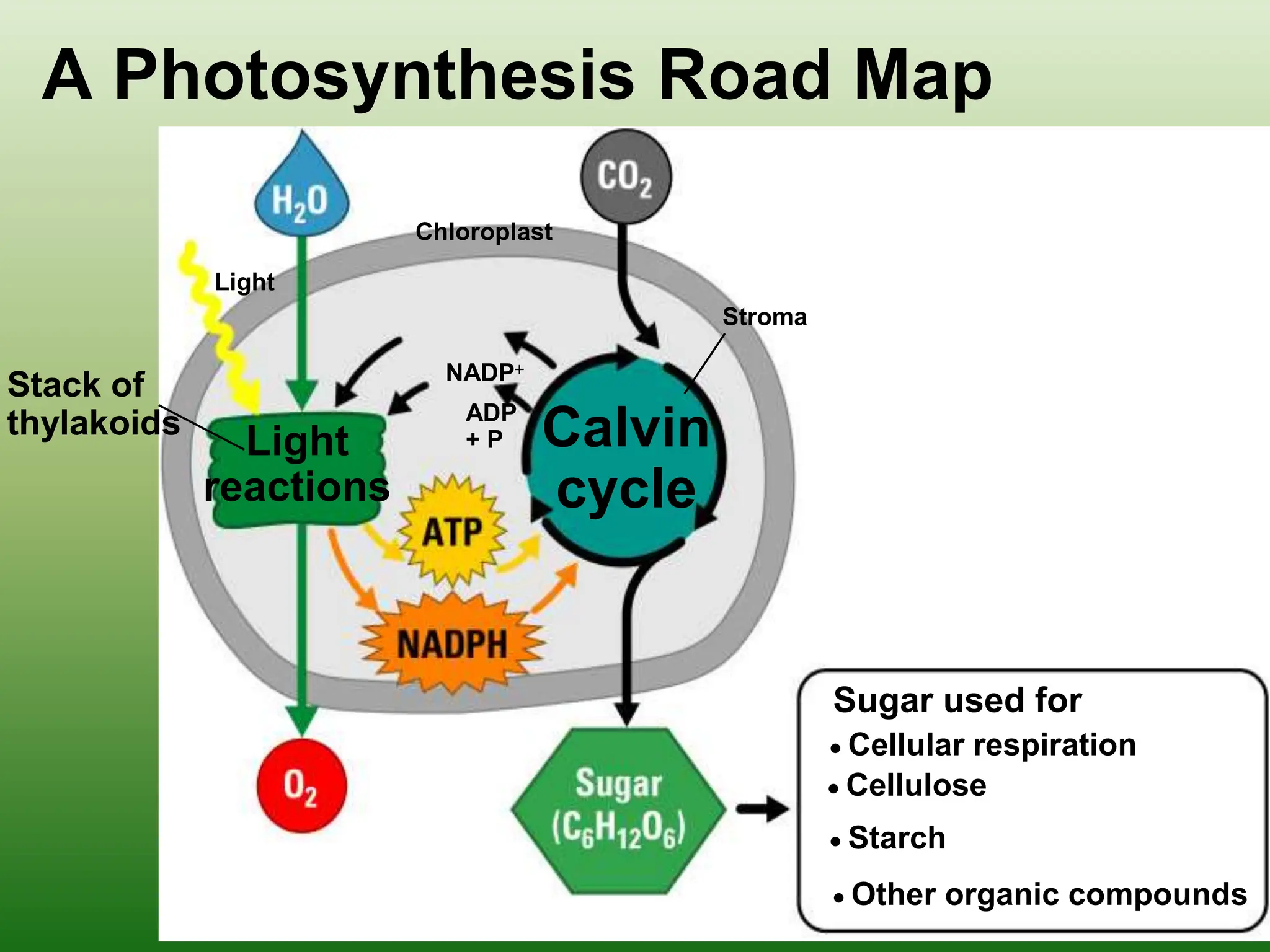 Photosynthesis.ppt | Biological Sciences | Science