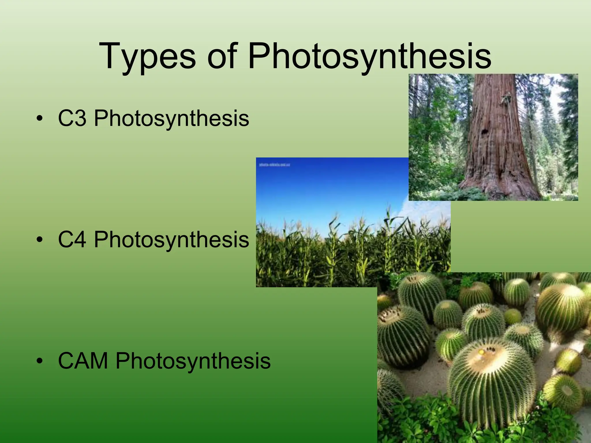 Photosynthesis.ppt | Biological Sciences | Science