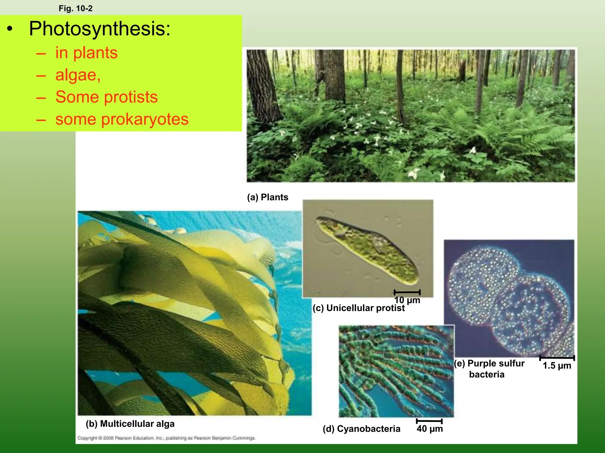 Photosynthesis.ppt
