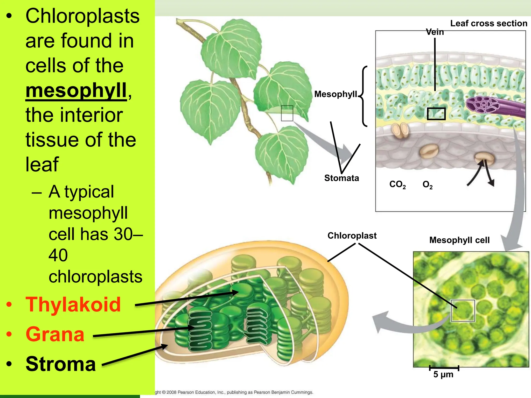 Photosynthesis.ppt | Biological Sciences | Science