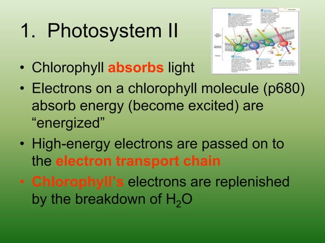 Photosynthesis.ppt | Biological Sciences | Science