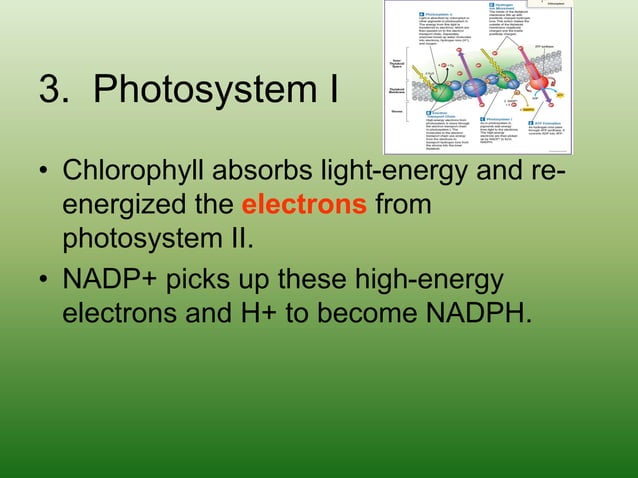 Photosynthesis.ppt | Biological Sciences | Science