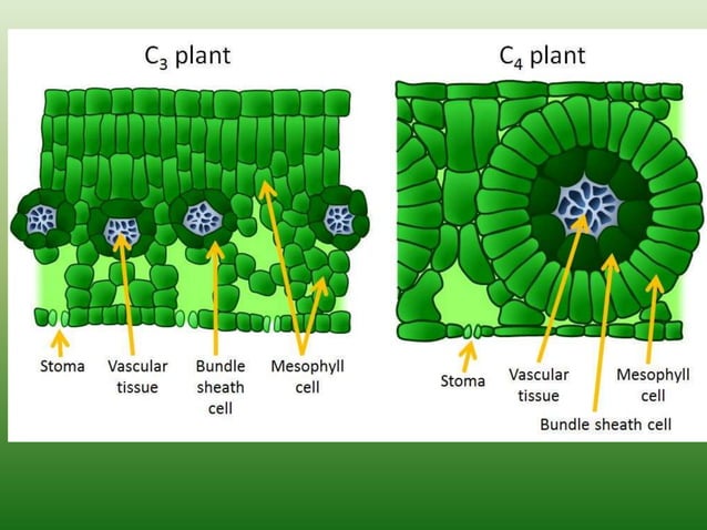 Photosynthesis.ppt | Biological Sciences | Science