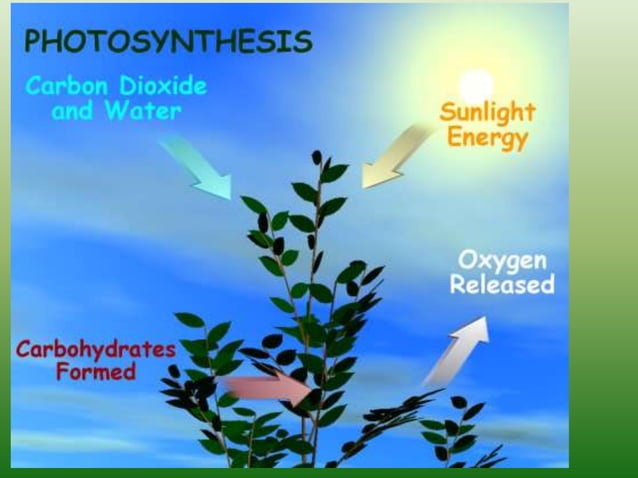 Photosynthesis.ppt | Biological Sciences | Science