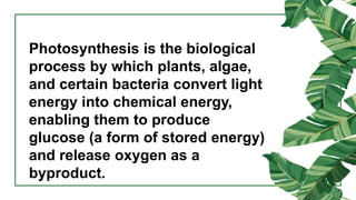 Photosynthesis.pptx | Free Download