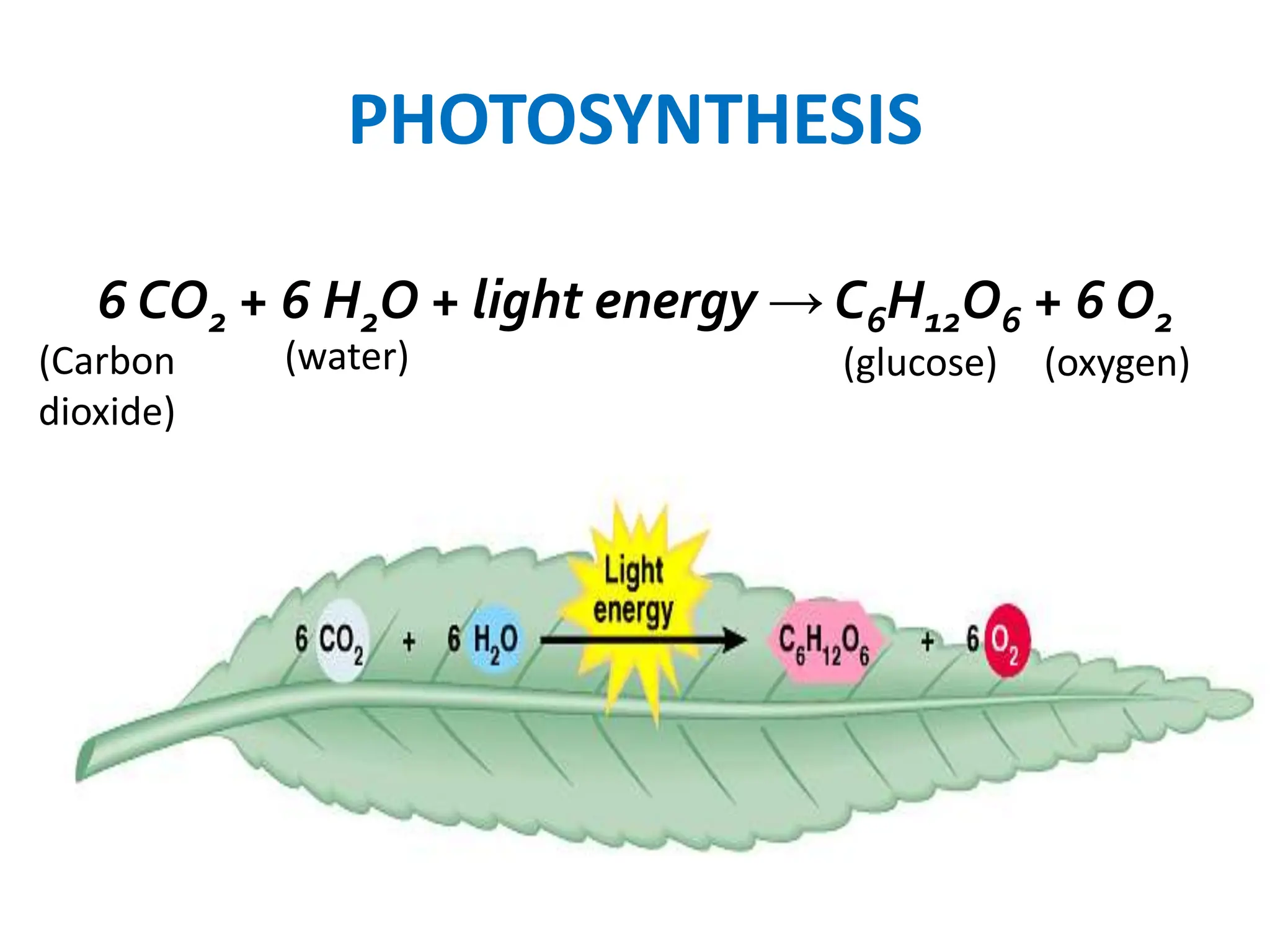 How do photosynthesis occurs in plants.pptx