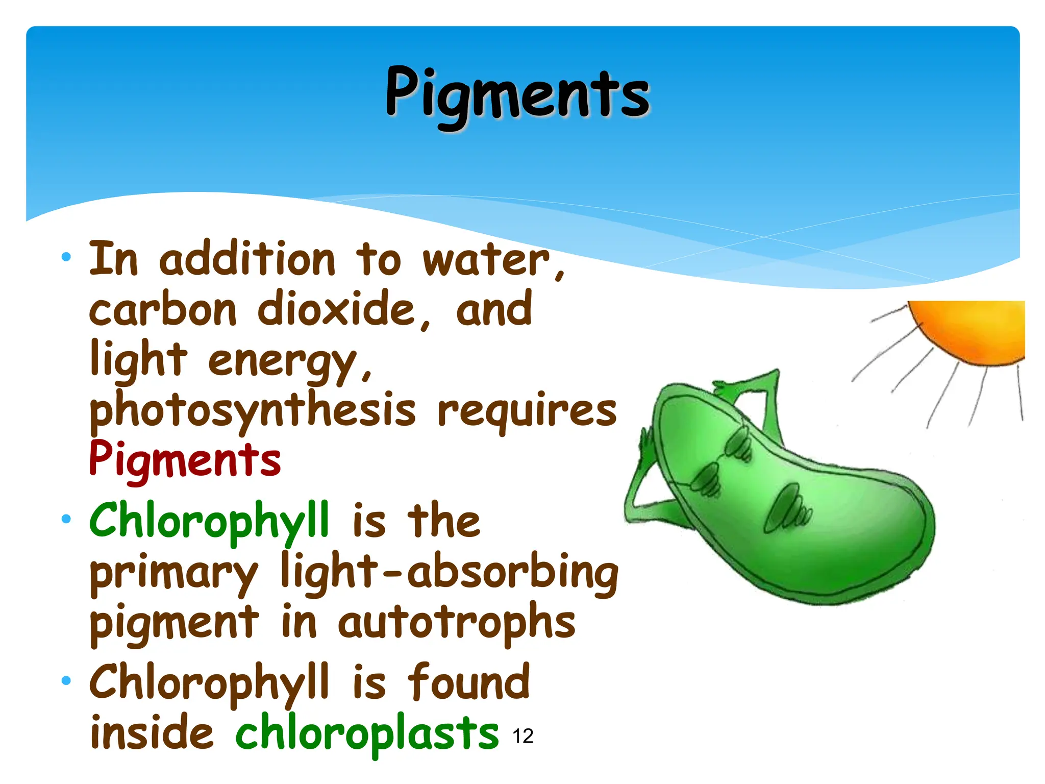 THE PROCESS OF PHOTOSYNTHESIS IN PLANTS PPT | PPTX
