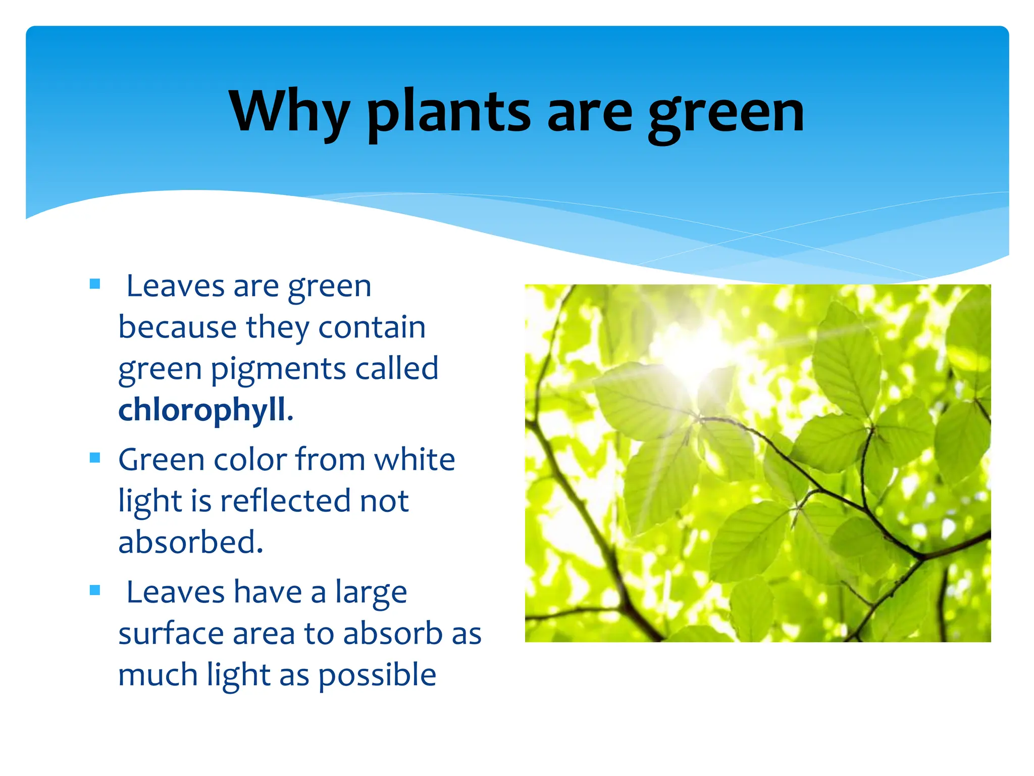 THE PROCESS OF PHOTOSYNTHESIS IN PLANTS PPT | PPTX