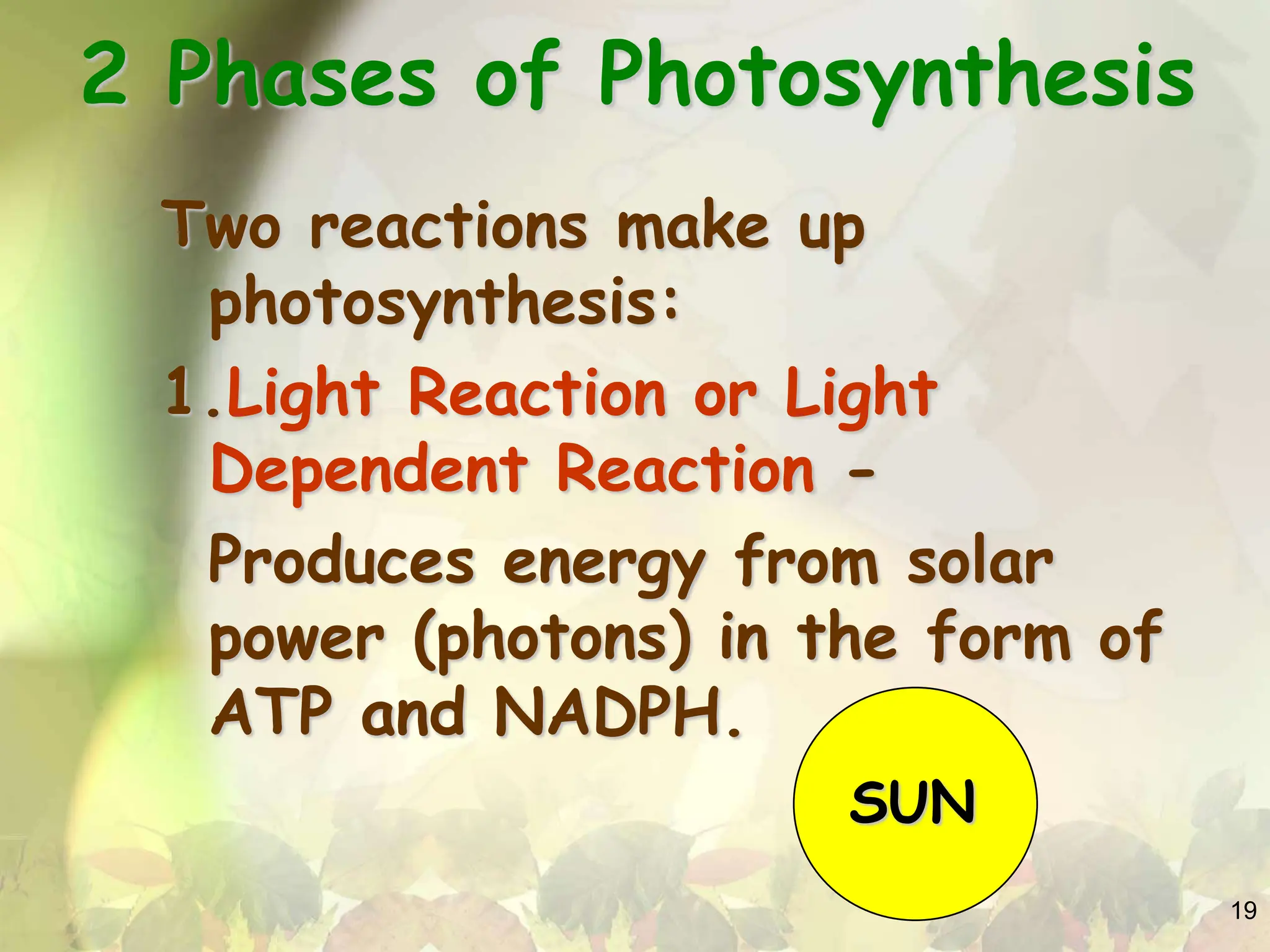 THE PROCESS OF PHOTOSYNTHESIS IN PLANTS PPT | PPTX