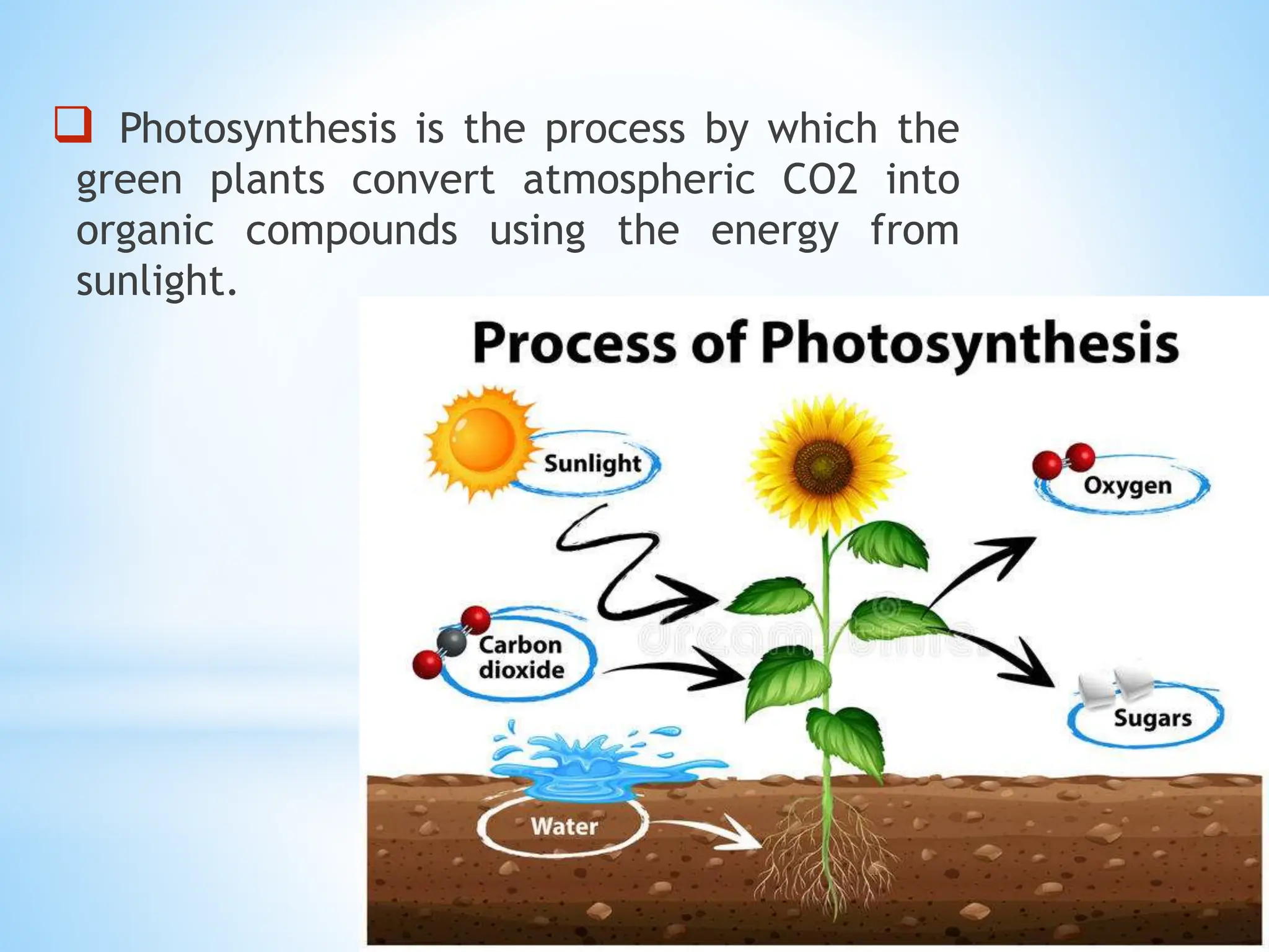 THE PROCESS OF PHOTOSYNTHESIS IN PLANTS PPT | PPTX