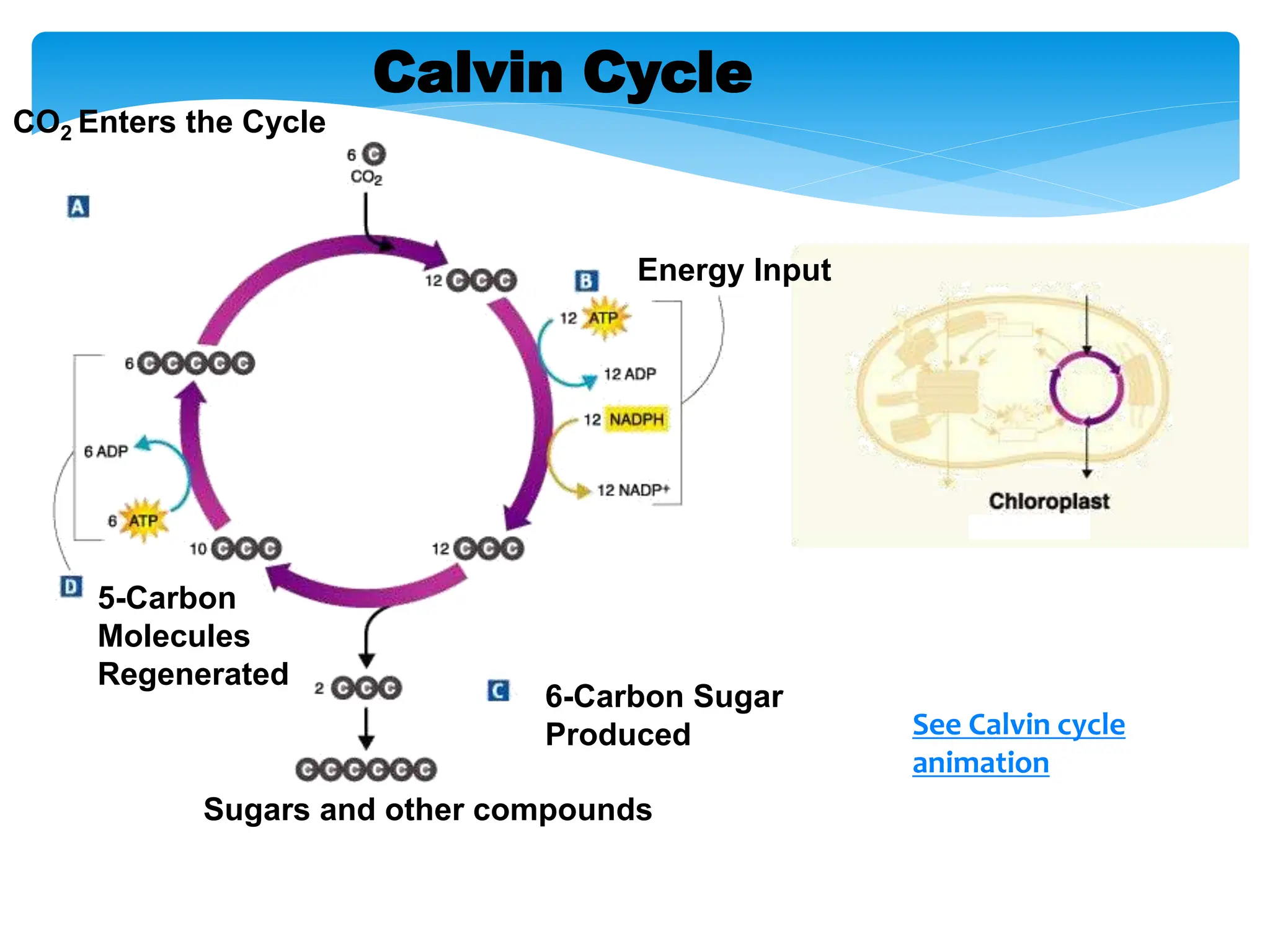 THE PROCESS OF PHOTOSYNTHESIS IN PLANTS PPT | PPTX