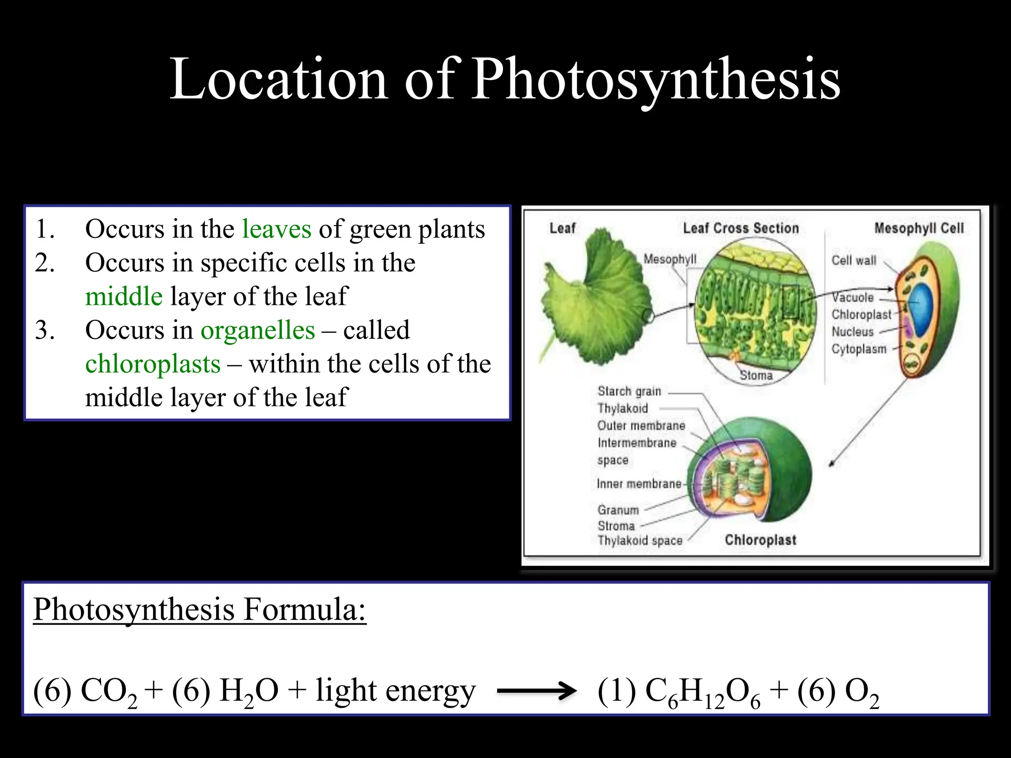 THE PROCESS OF PHOTOSYNTHESIS IN PLANTS PPT | PPTX