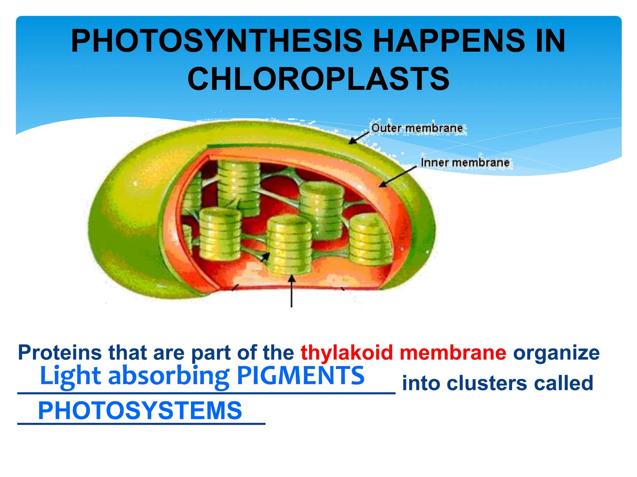 THE PROCESS OF PHOTOSYNTHESIS IN PLANTS PPT | PPTX