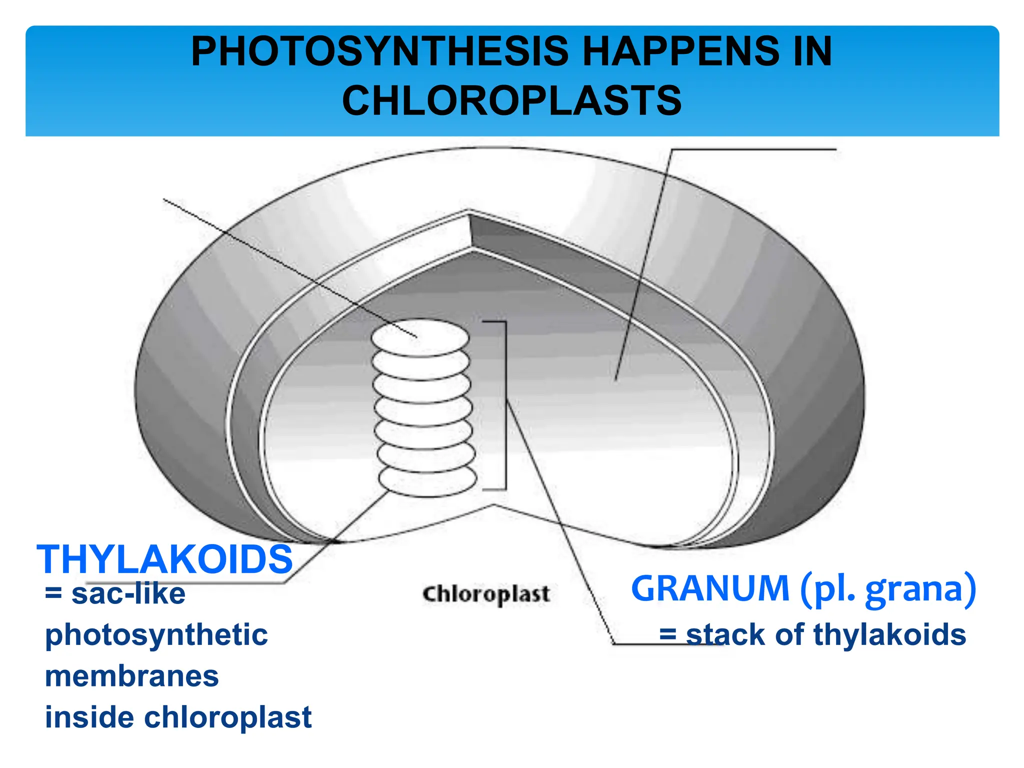 THE PROCESS OF PHOTOSYNTHESIS IN PLANTS PPT | PPTX