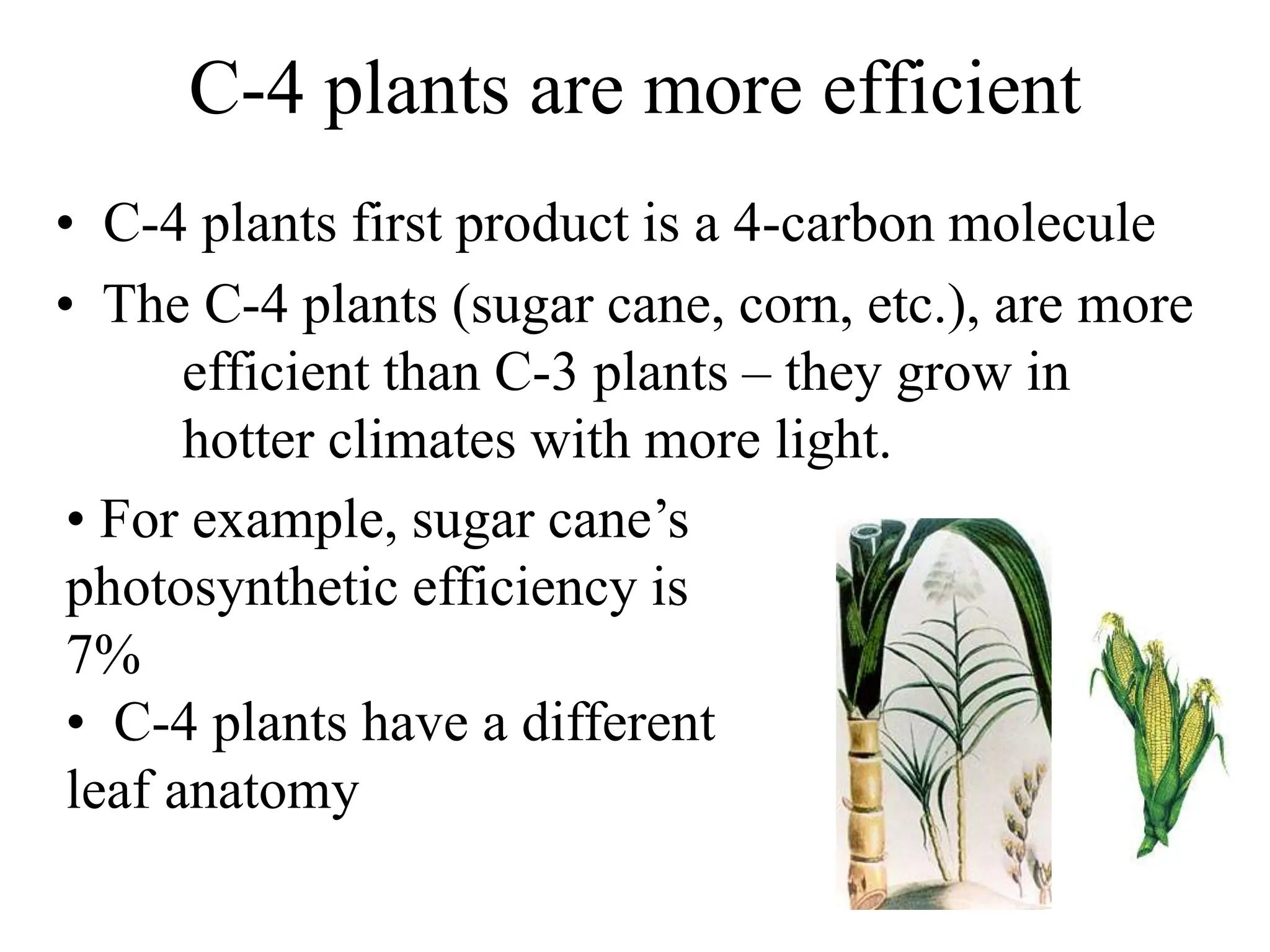 PHOTOSYNTHESIS in plants and others.ppt | Chemistry | Science