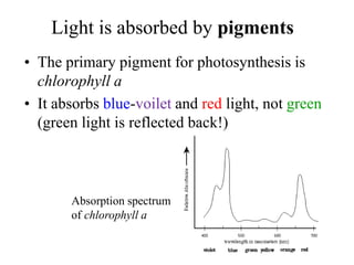 PHOTOSYNTHESIS in plants and others.ppt