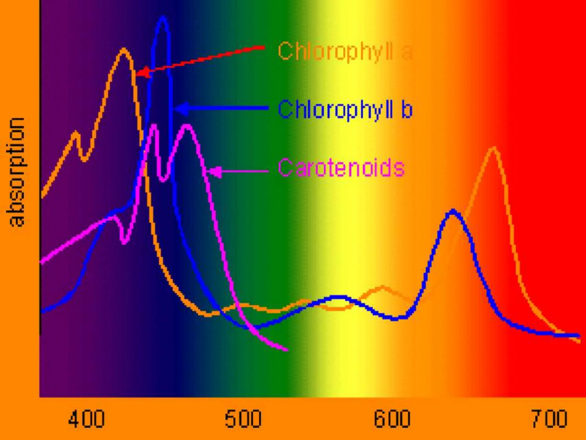 Photosynthesis in plants light reaction.pptx