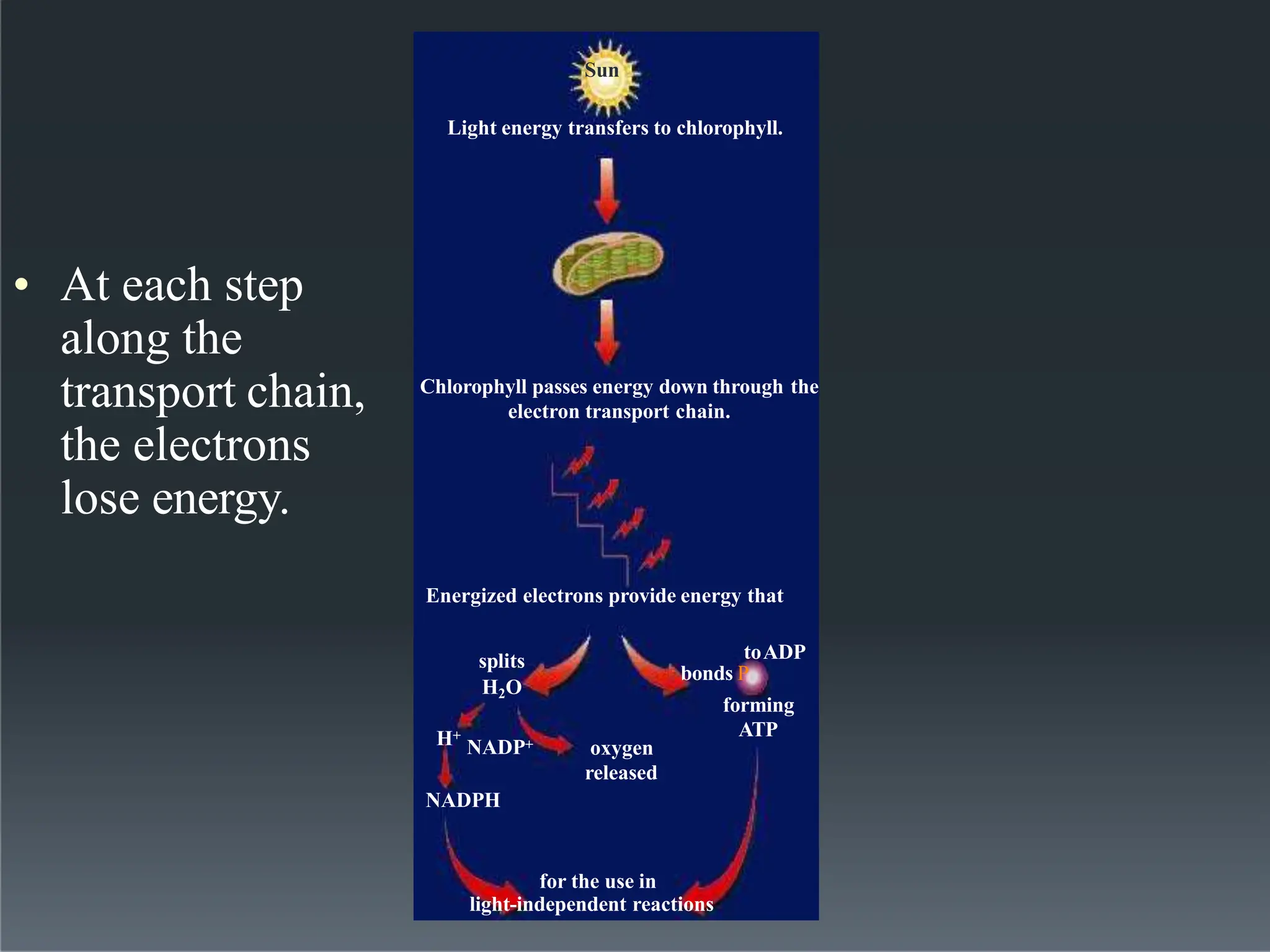 Photosynthesis in plants light reaction.pptx