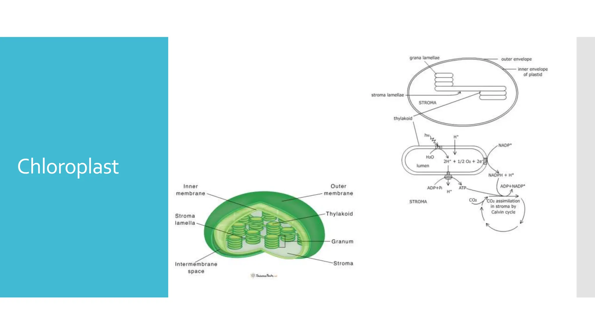Photosynthesis, transpiration in plants. | PPTX