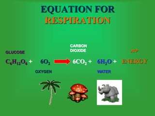 photosynthesis.ppt1234567891011111111111 | PPT