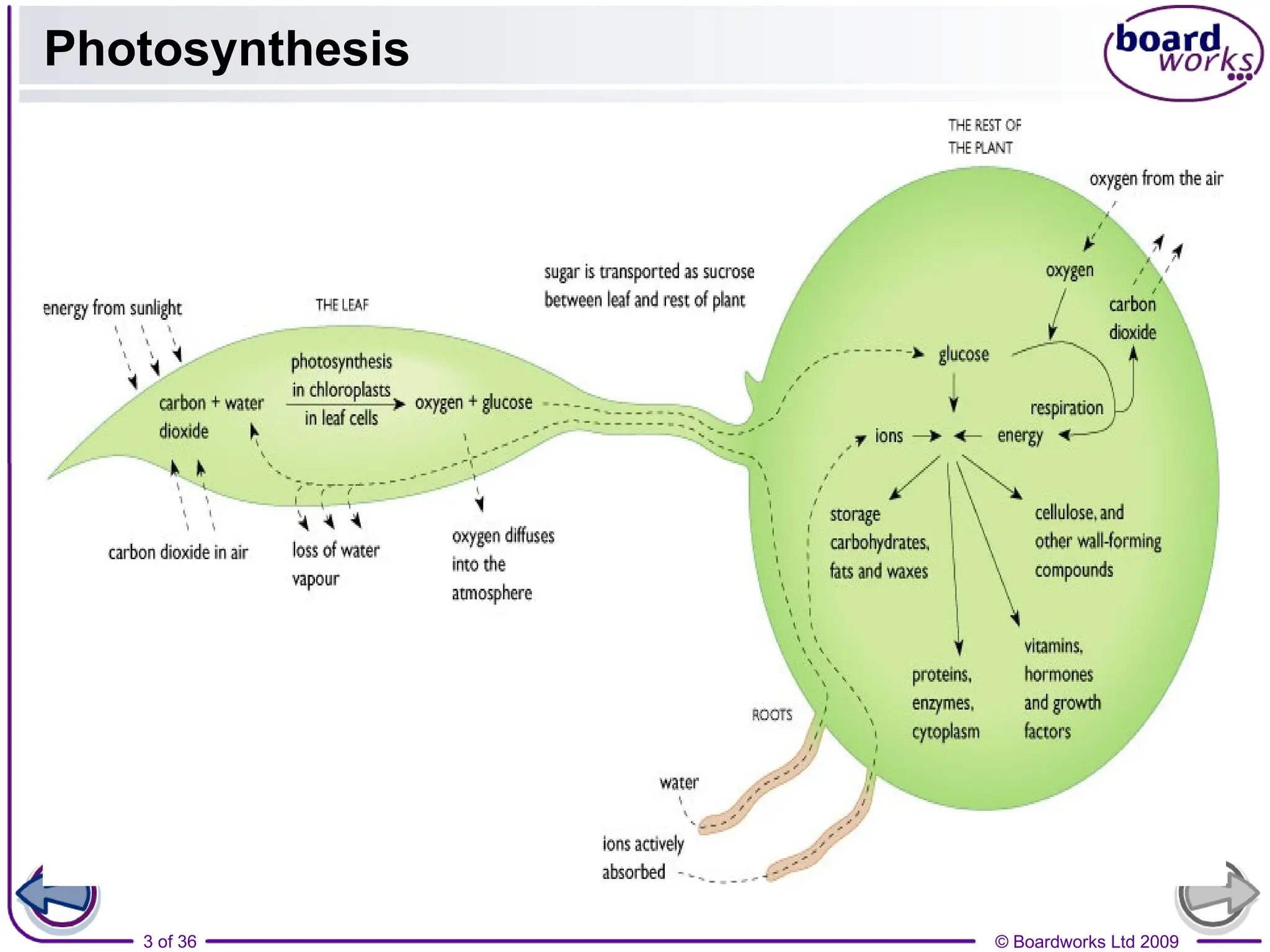 Photosynthesis International A Level Biology Grade 12 | PPTX