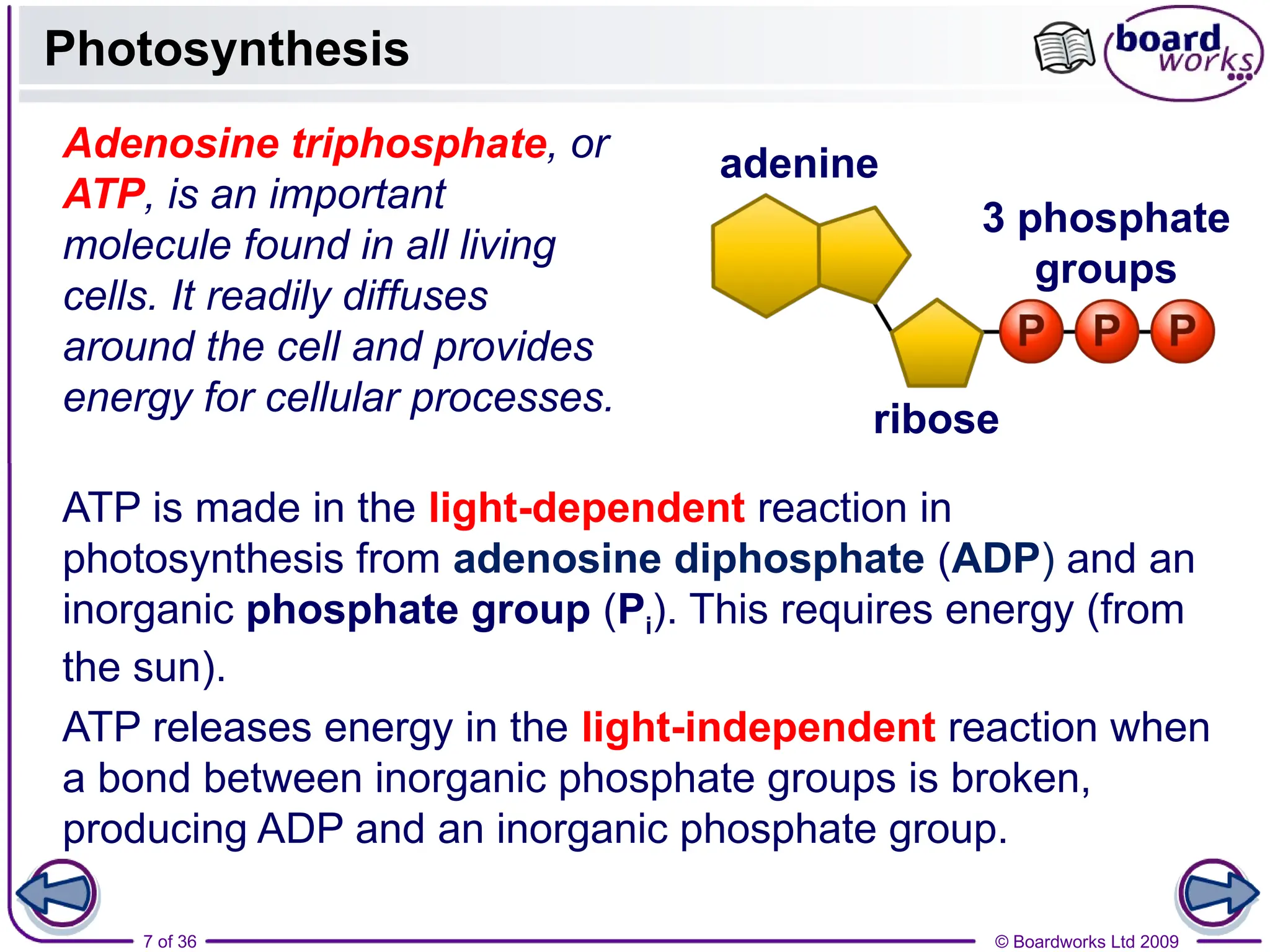 Photosynthesis International A Level Biology Grade 12 | PPTX