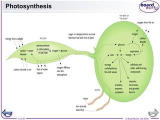 Photosynthesis International A Level Biology Grade 12 | PPTX