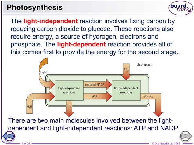 Photosynthesis International A Level Biology Grade 12 | PPTX