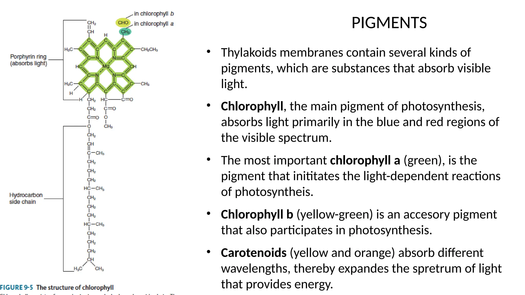 Photosynthesis Process for High School, Biology | PPTX