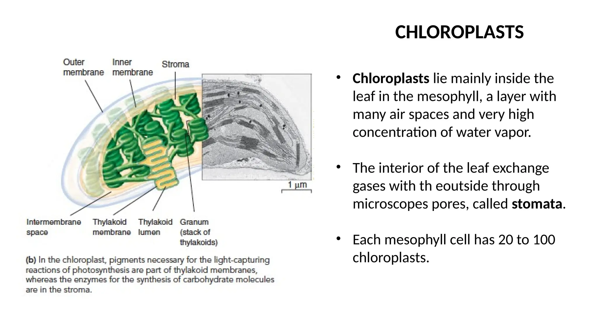 Photosynthesis Process for High School, Biology | PPTX