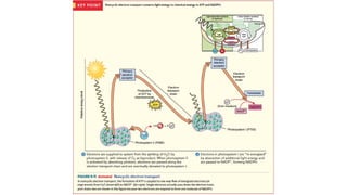 Photosynthesis Process for High School, Biology | PPT